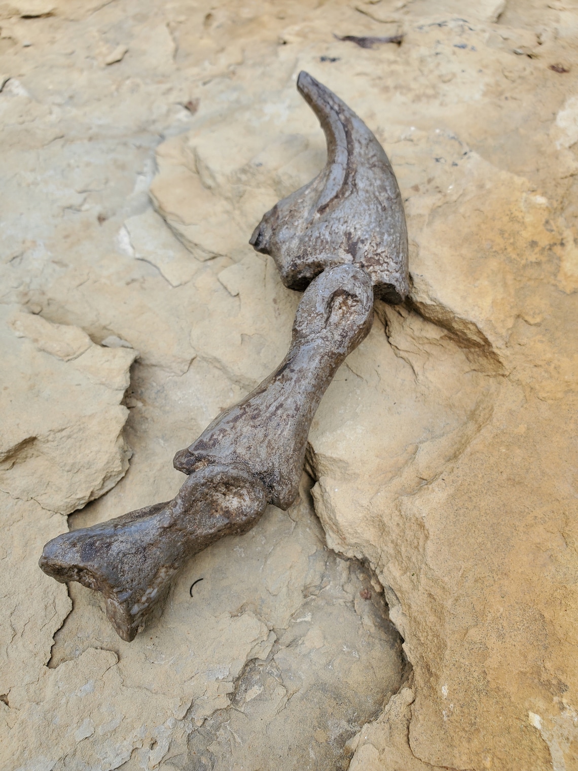 6-inch Allosaurus Claw Fossil - Etsy