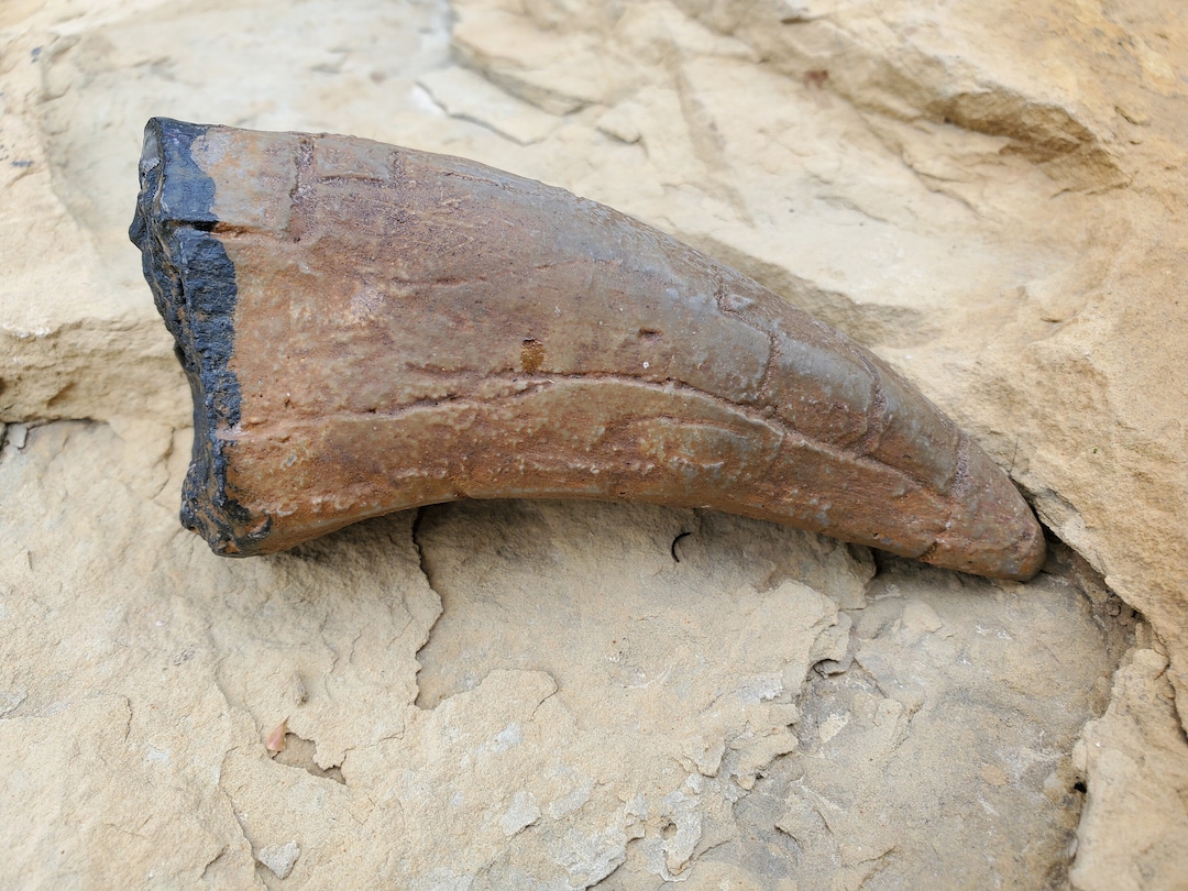 Tyrannosaurus Rex Tooth Fossil - T-rex - Etsy