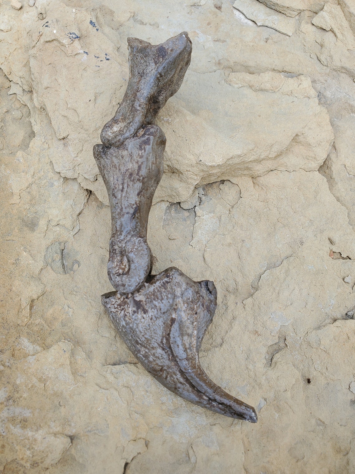 6-inch Allosaurus Claw Fossil - Etsy