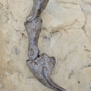 6-inch Allosaurus Claw Fossil - Etsy