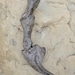 6-inch Allosaurus Claw Fossil - Etsy