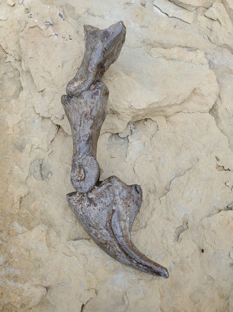 6-inch Allosaurus Claw Fossil - Etsy