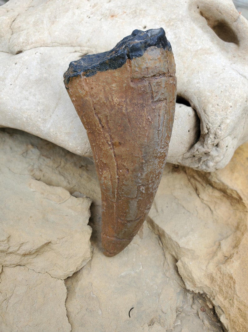 Tyrannosaurus Rex Tooth Fossil - T-rex - Etsy