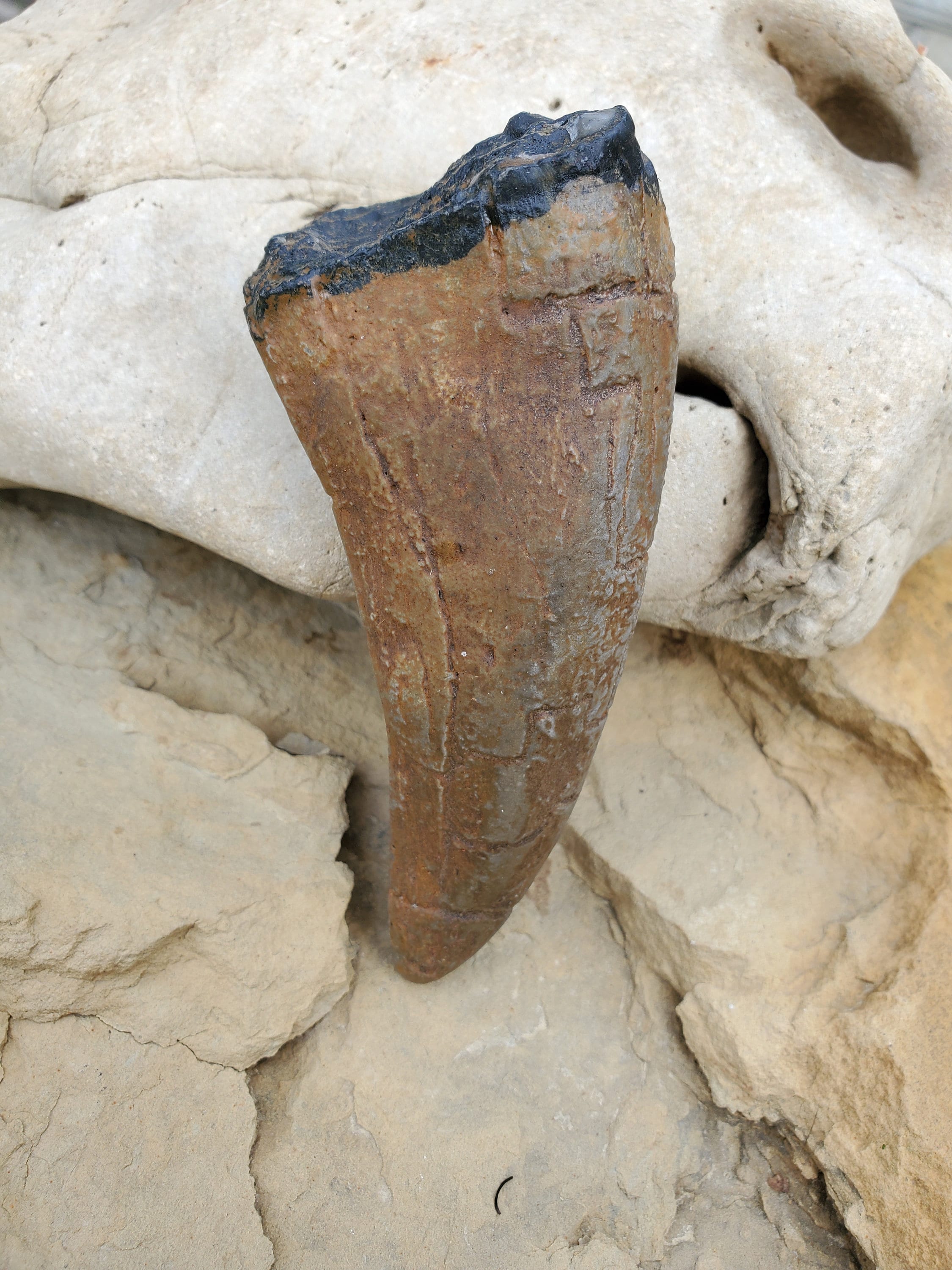 Tyrannosaurus Rex Tooth Fossil - T-rex - Etsy