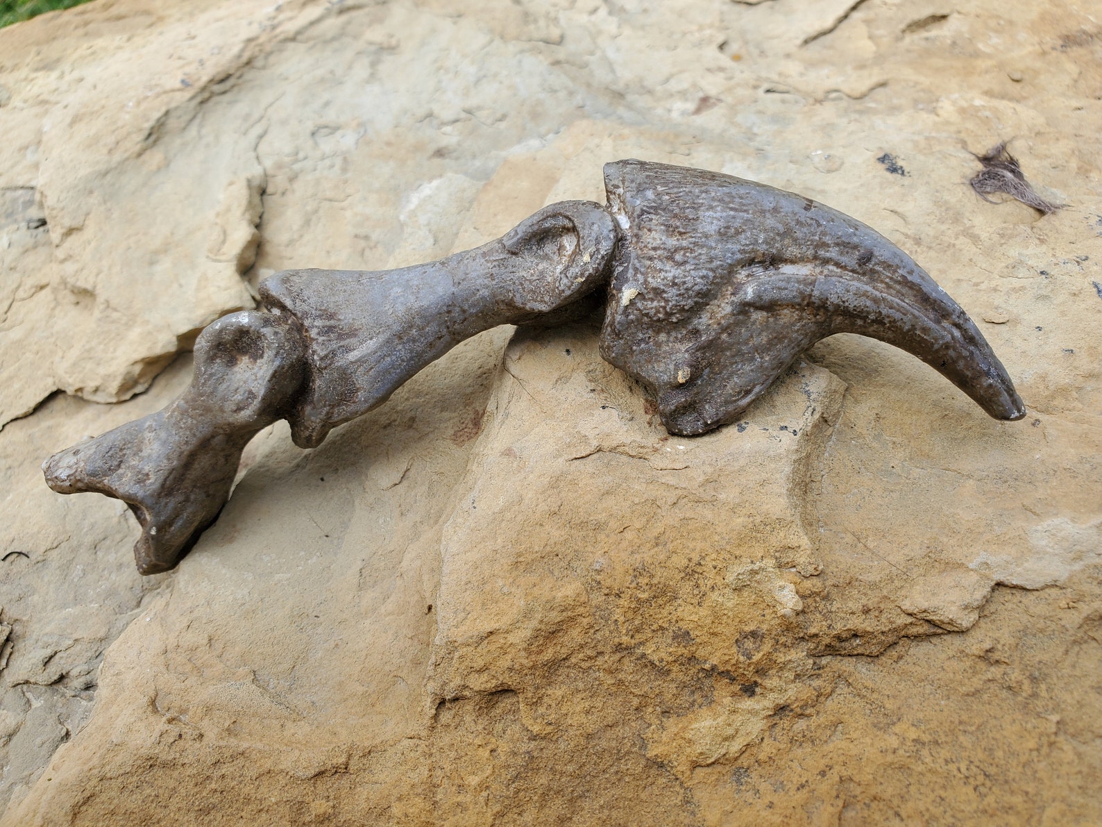 6-inch Allosaurus Claw Fossil - Etsy