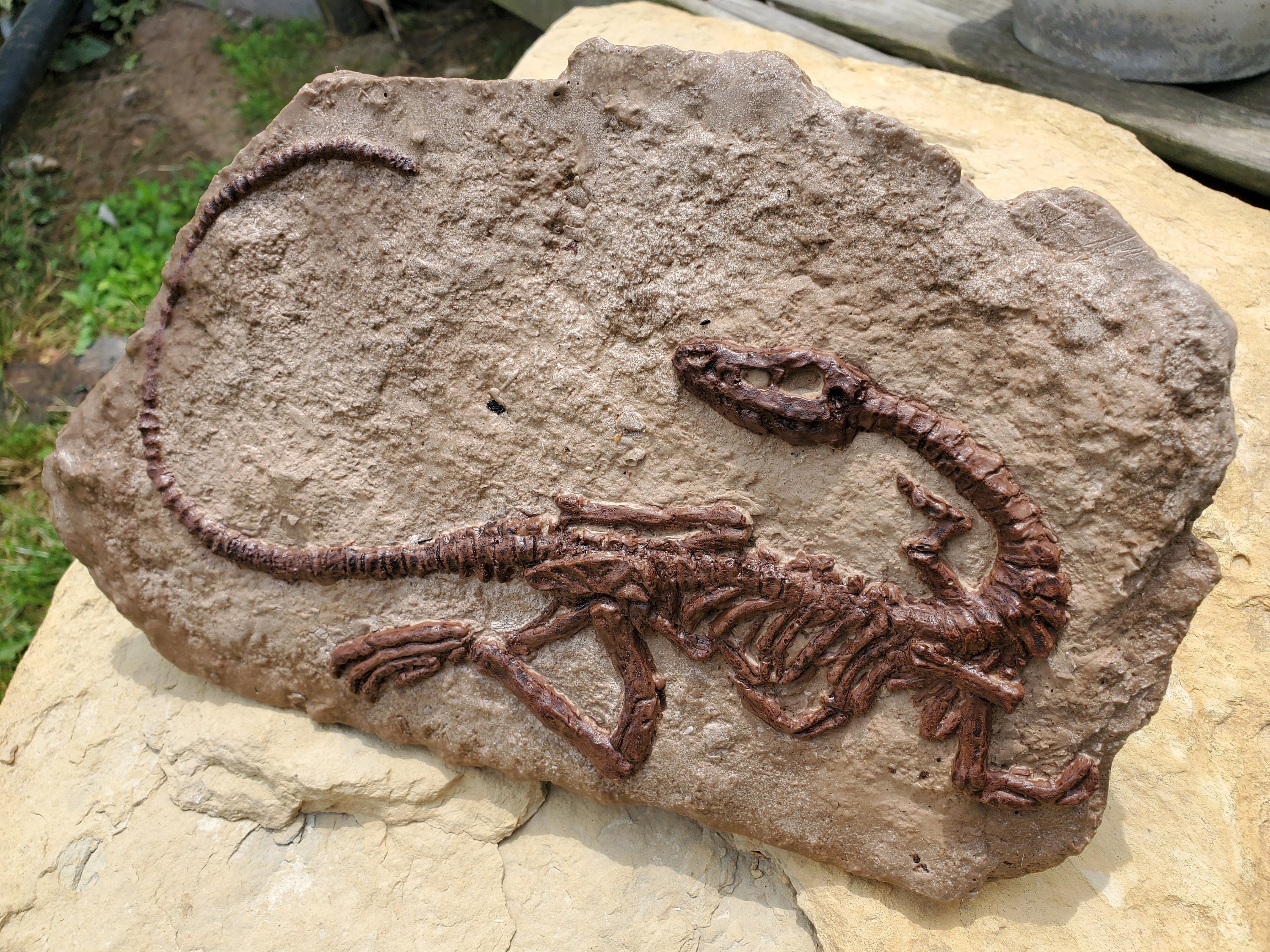 Small Theropod Dinosaur Fossil Jurassic T-rex - Etsy