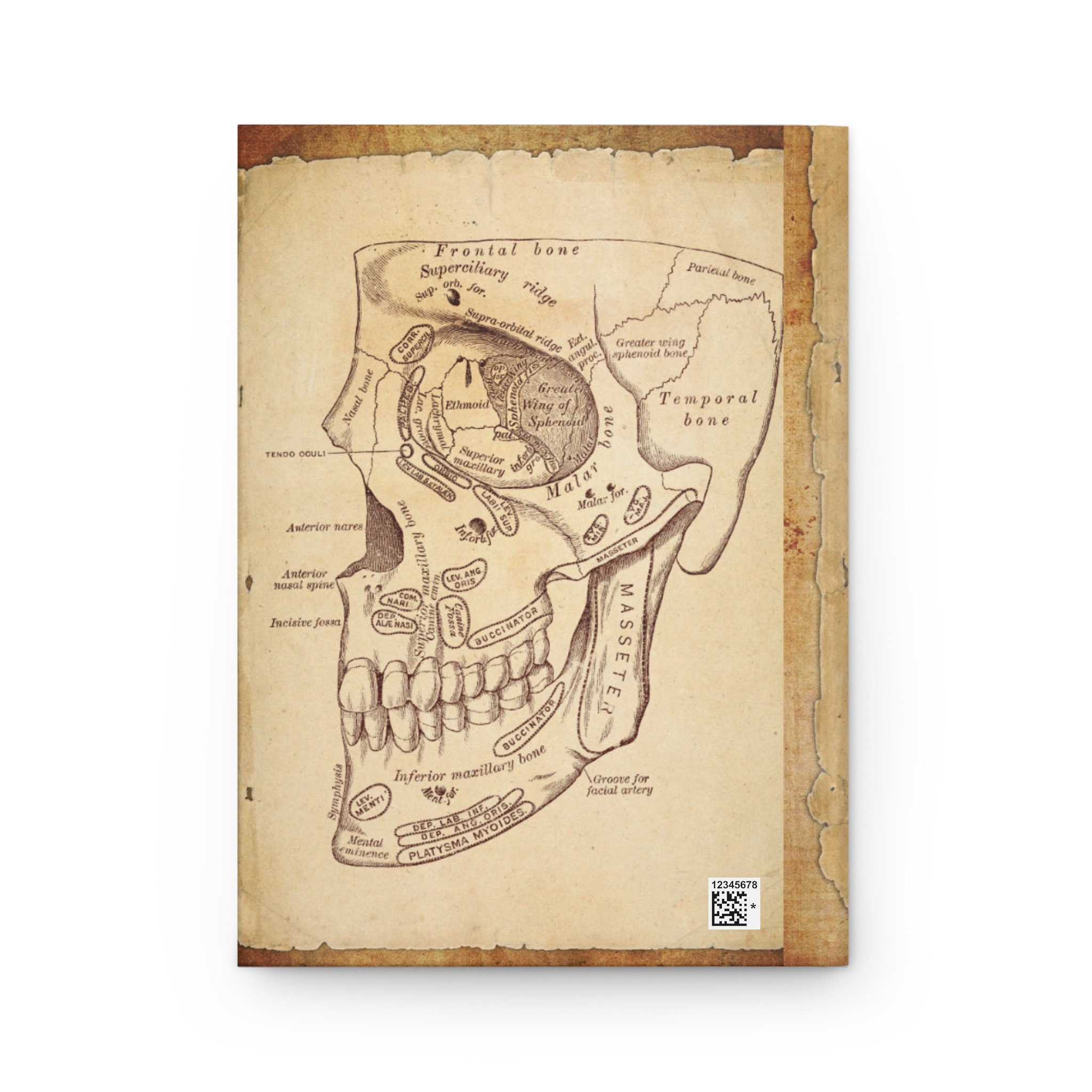 Vintage Anatomical Skull Diagram Hardcover Journal, Matte Aged Paper ...