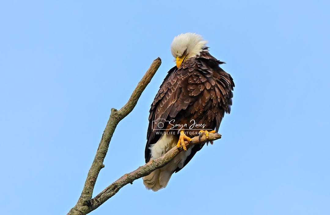 Bald Eagle Preening (digital Downloads) - Etsy