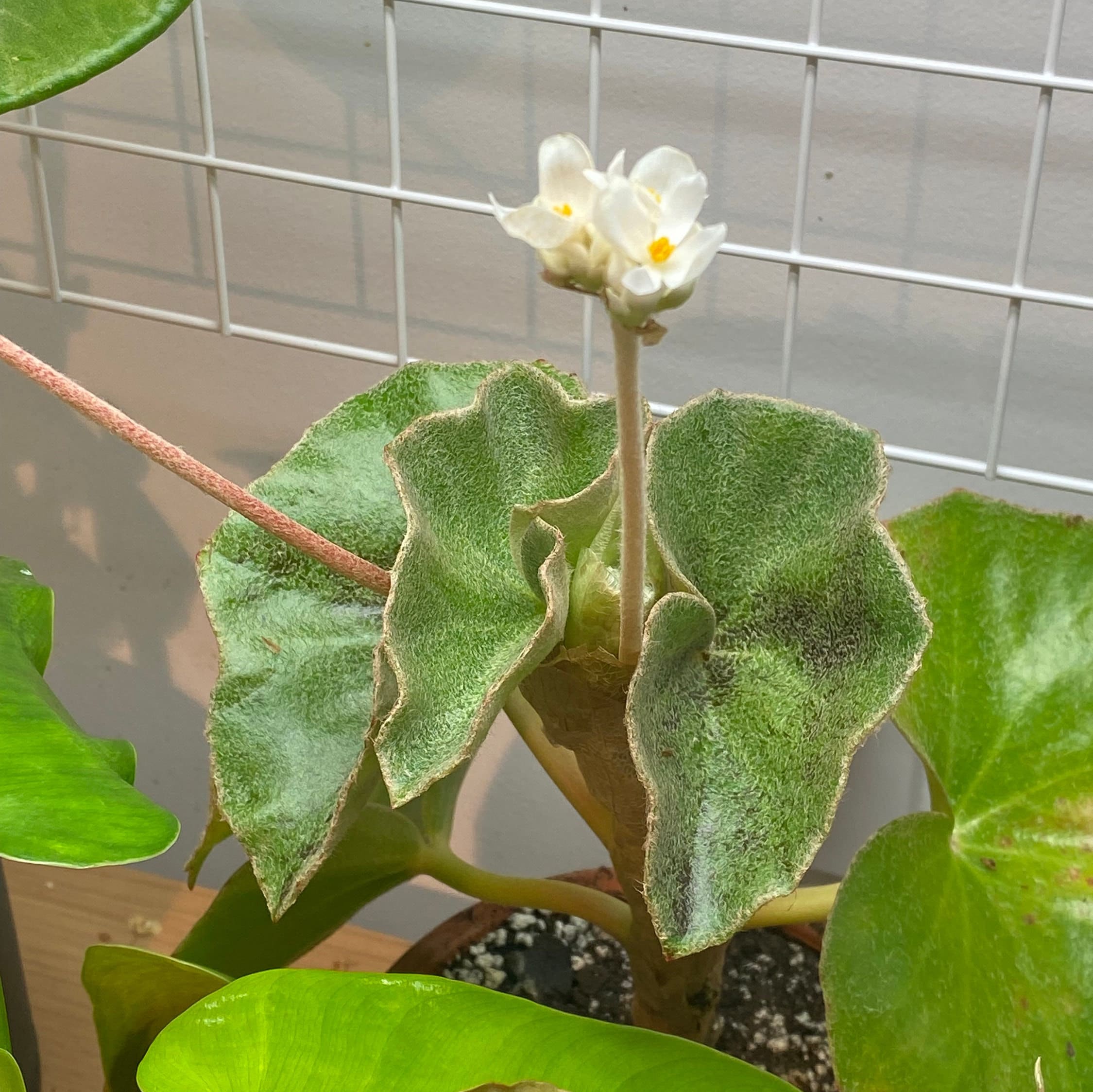 SEEDS Begonia Venosa Fuzzy Semi-succulent Brazilian Begonia - Etsy