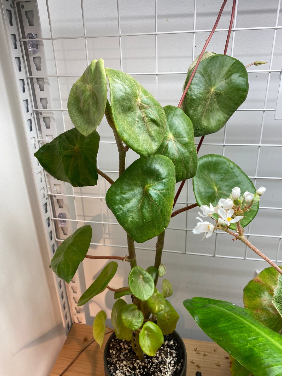 SEEDS Begonia Goldingiana Fuzzy Semi-succulent Brazilian Begonia ...