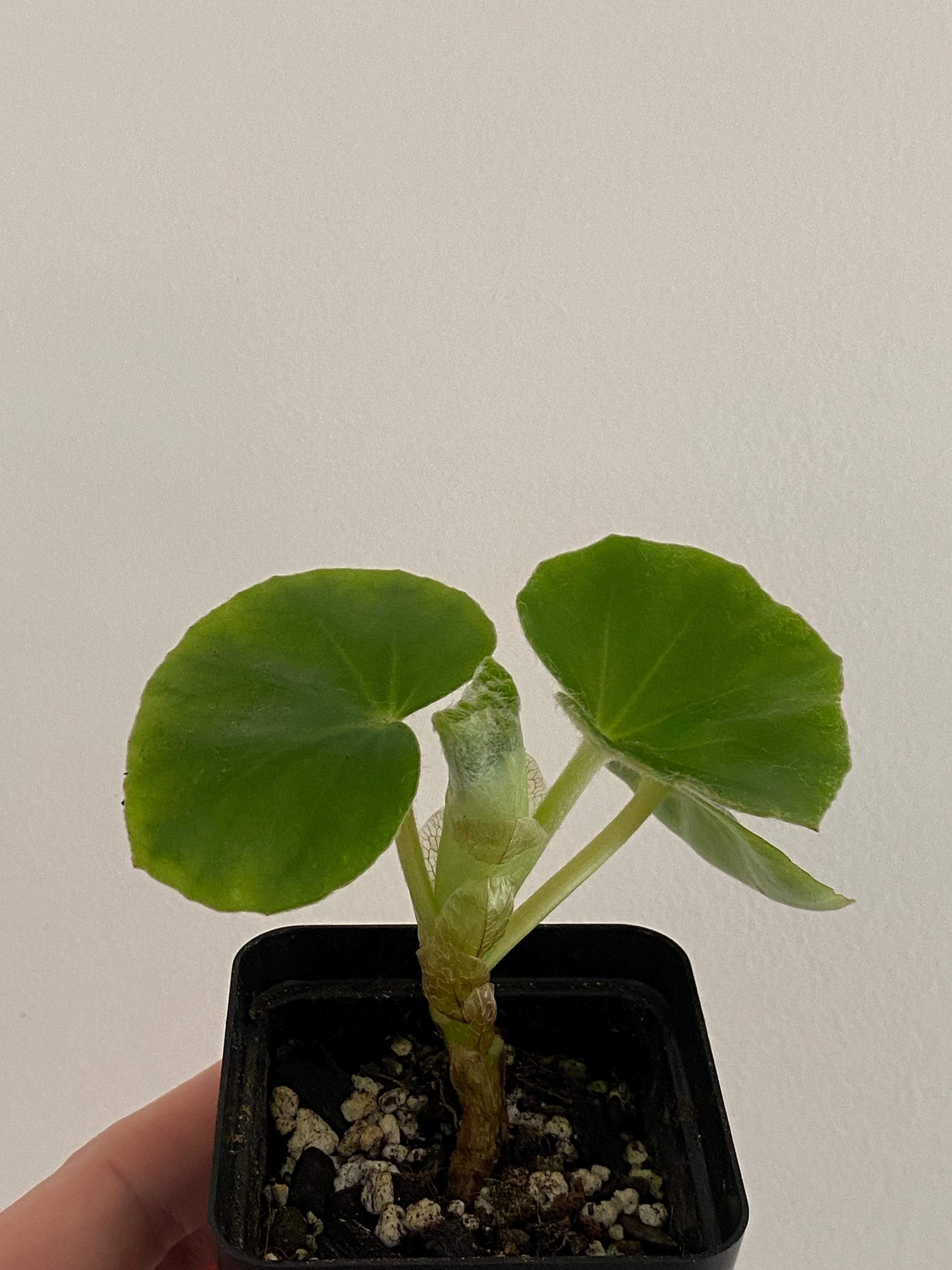 Begonia Venosa Fuzzy Semi-succulent Brazilian Begonia LIVE PLANT - Etsy