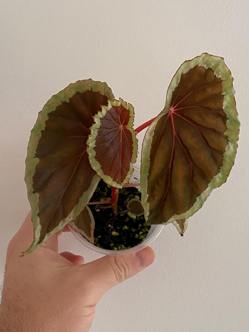 Begonia Baramensis Rare Terrarium Begonia LIVE PLANT - Etsy
