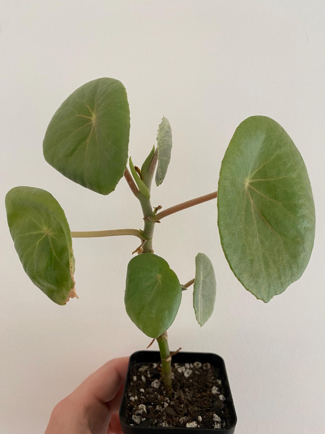 Begonia Goldingiana - Fuzzy Semi-succulent Brazilian Begonia LIVE PLANT ...