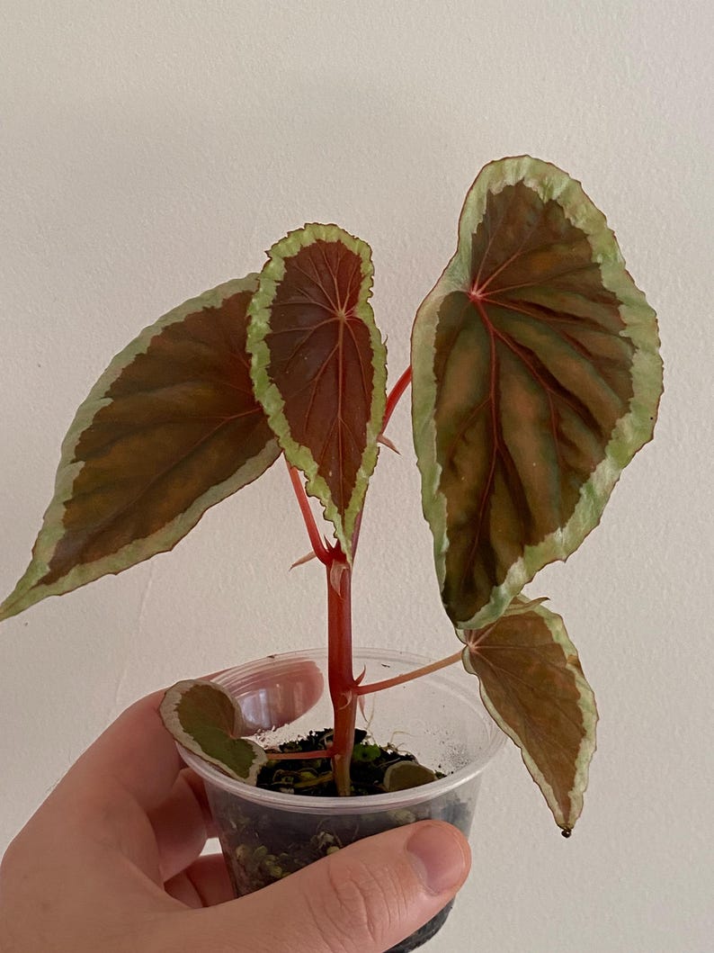 Begonia Baramensis Rare Terrarium Begonia LIVE PLANT - Etsy