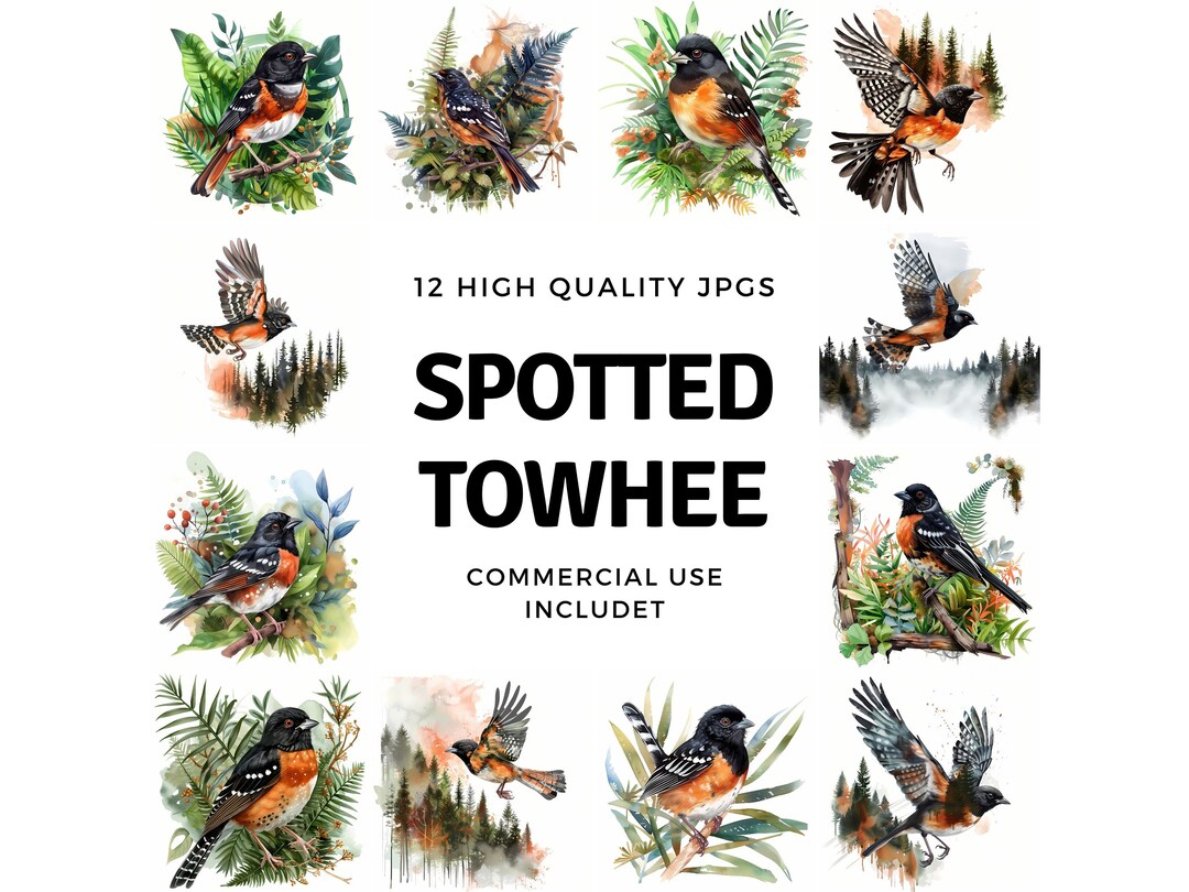 Spotted Towhee Clipart - 12 High Quality Jpgs - Instant Download - Card ...