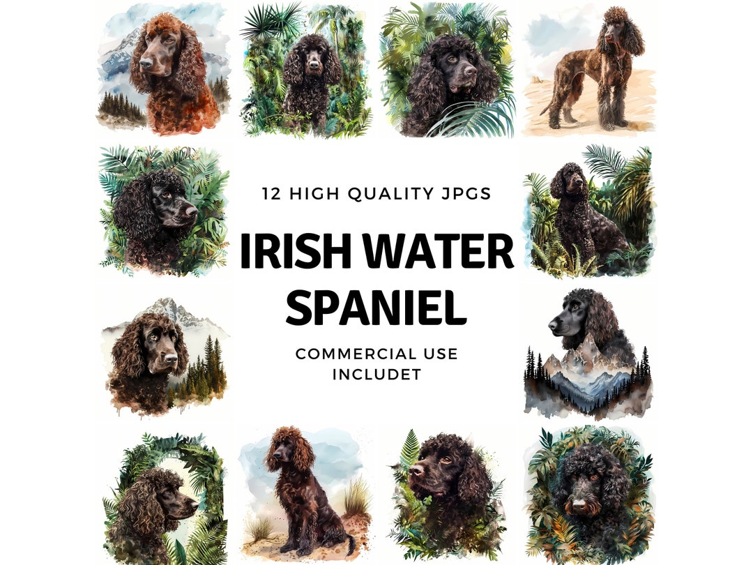 Irish Water Spaniel Clipart - 12 High Quality Jpgs - Instant Download ...