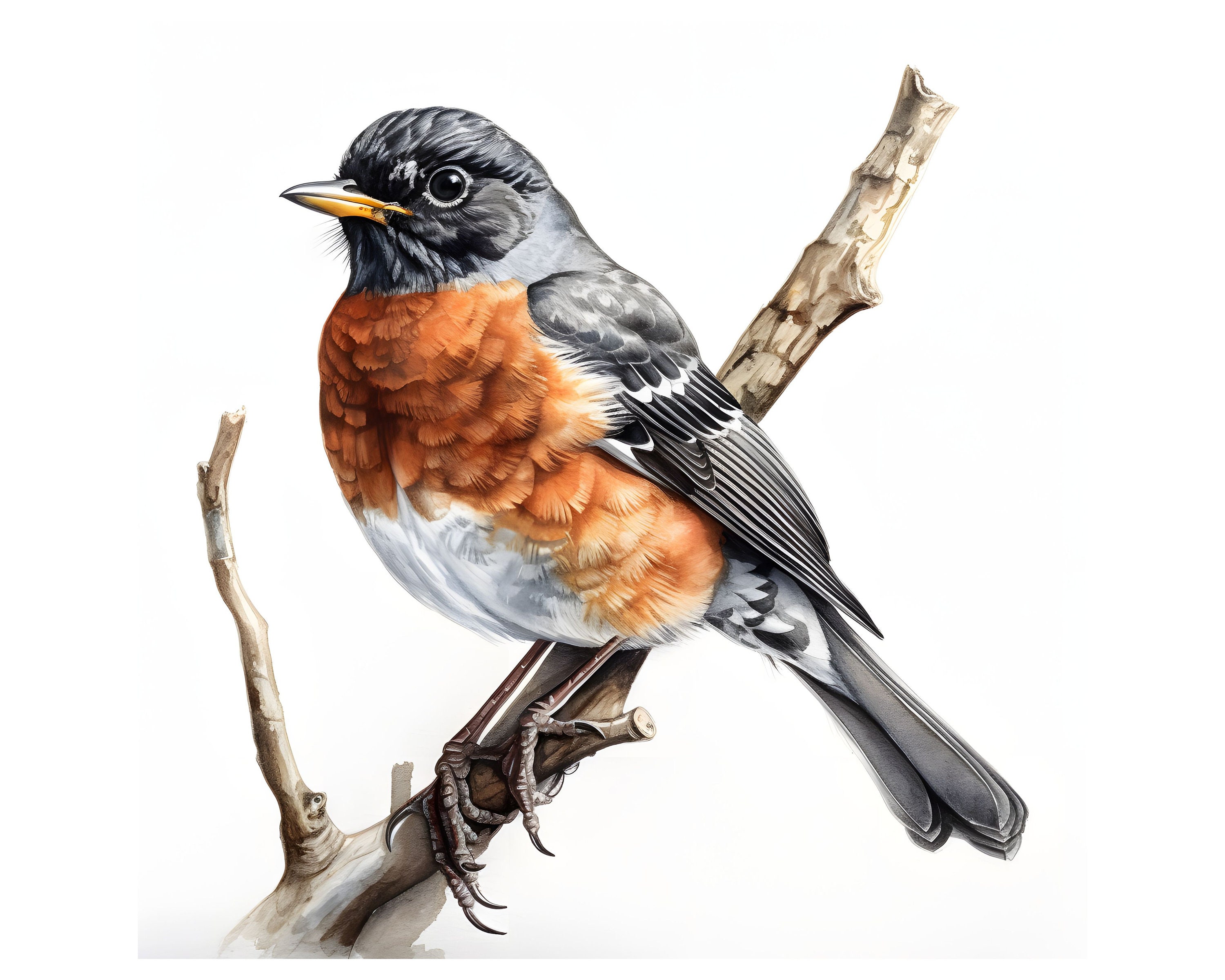 American Robin Clipart 12 High Quality Jpgs Instant - Etsy