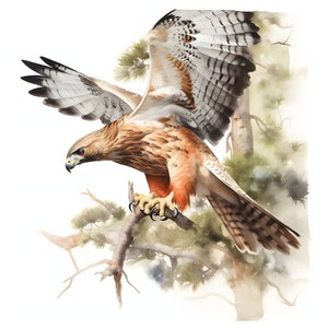 Red-tailed Hawk Clipart - 12 High Quality Jpgs - Instant Download ...