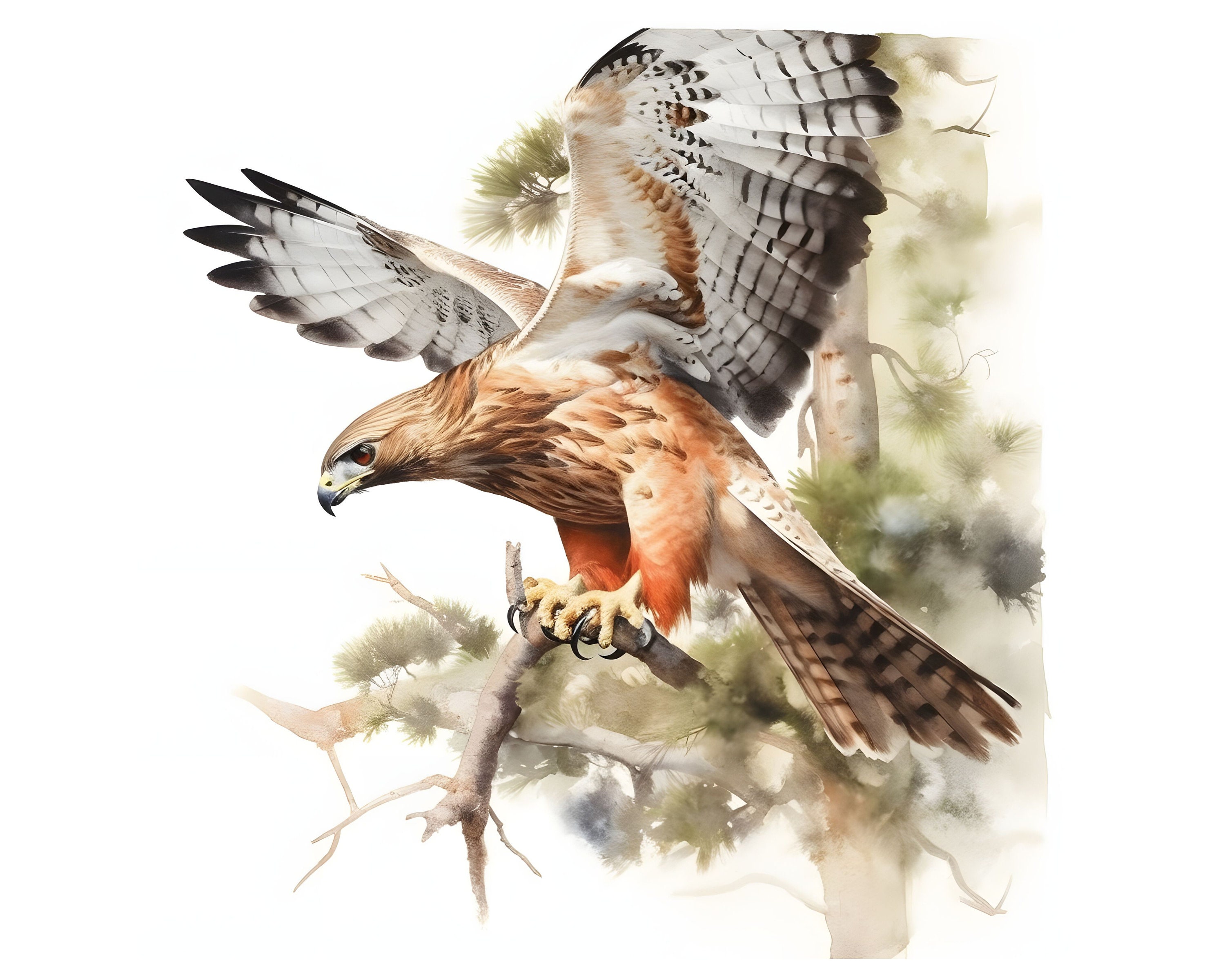 Red-tailed Hawk Clipart 12 High Quality Jpgs Instant - Etsy