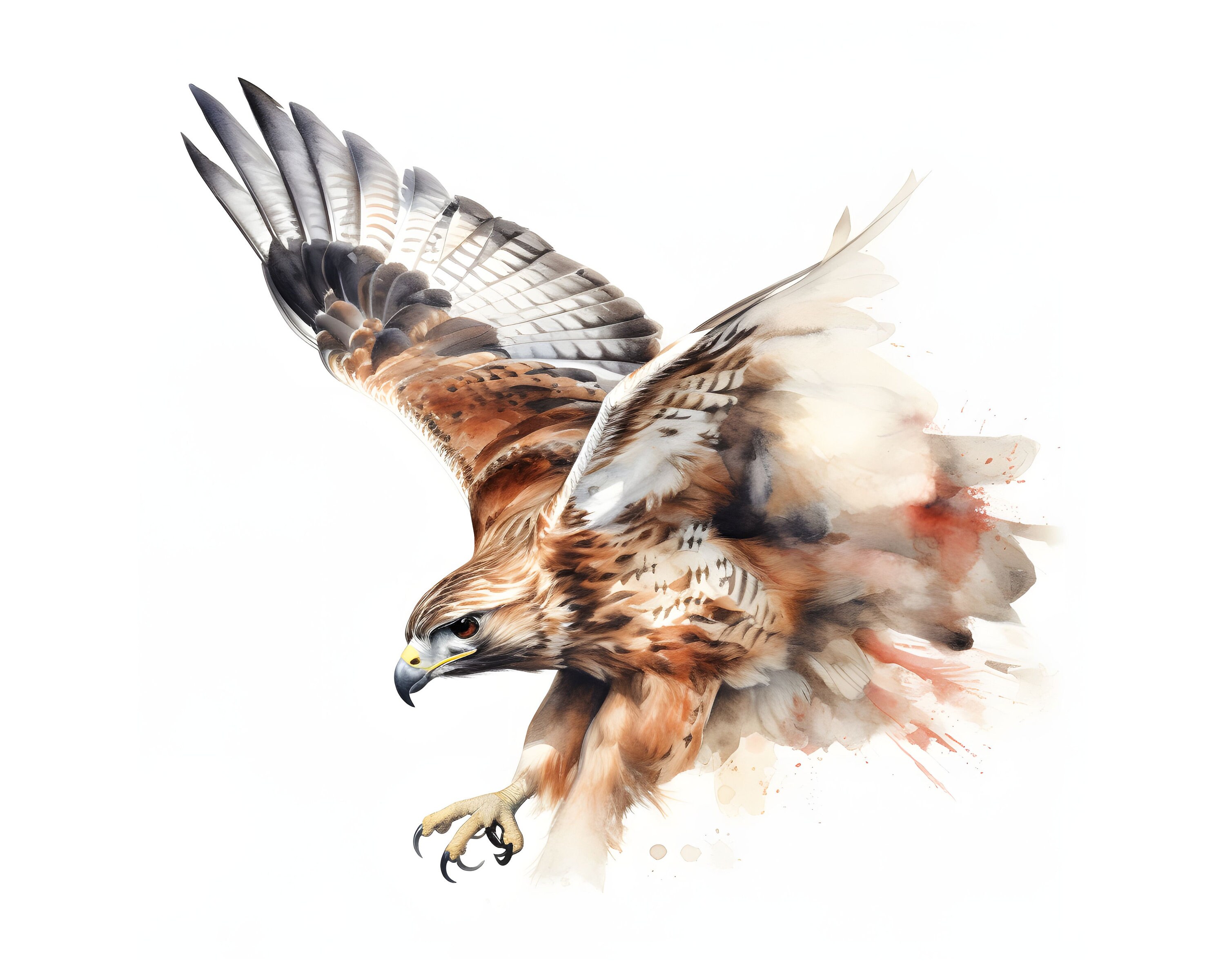 Red-tailed Hawk Clipart 12 High Quality Jpgs Instant - Etsy