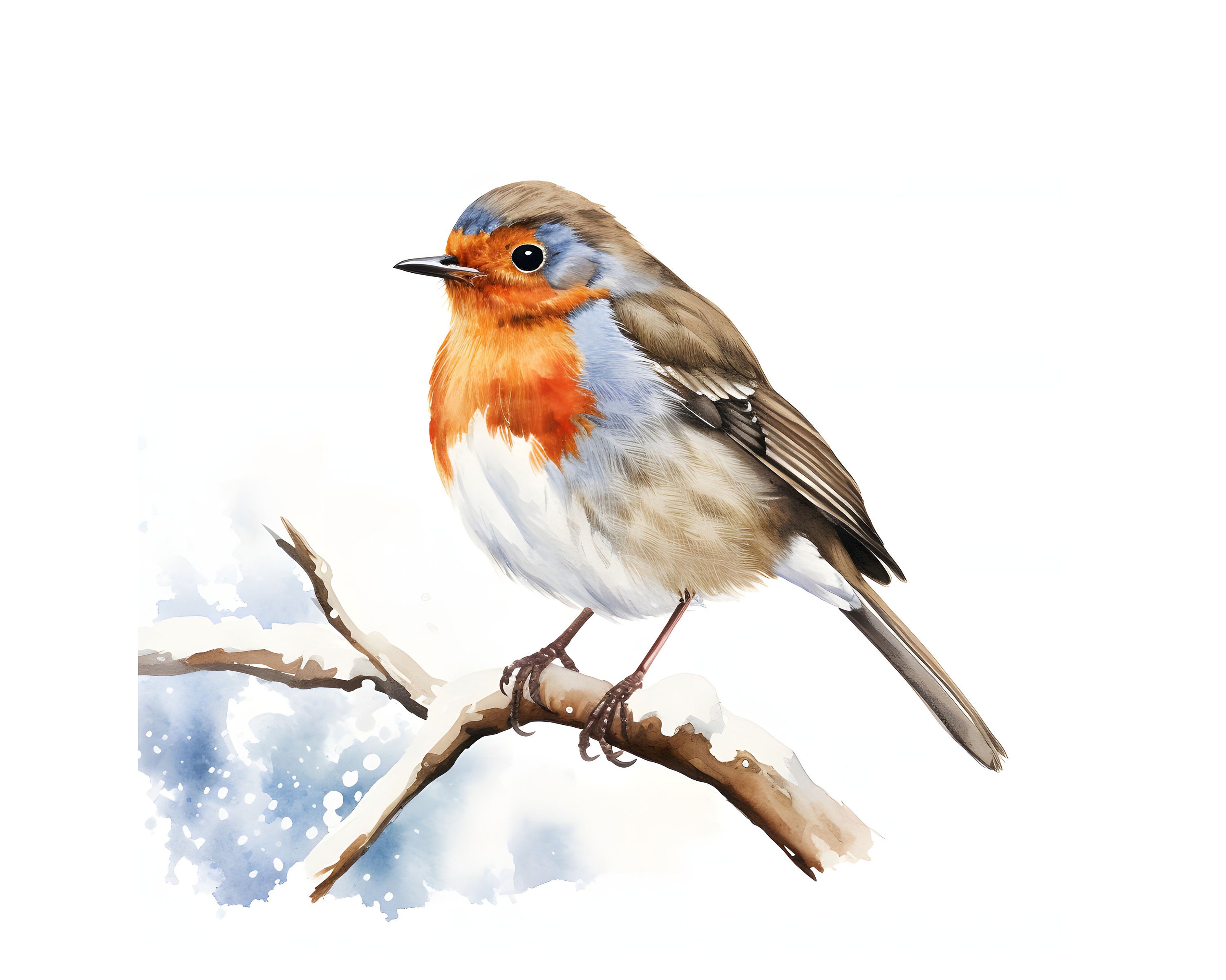 Snowy European Robins Clipart - 12 High Quality Jpgs - Instant Download ...
