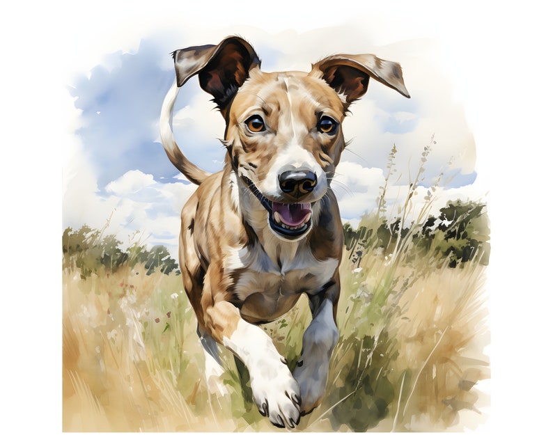 Whippet Puppies Clipart - 12 High Quality Jpgs - Instant Download ...