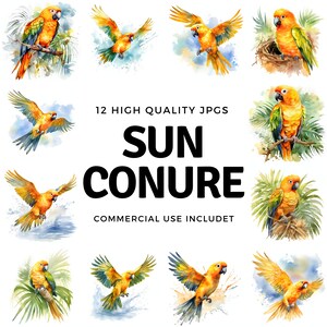Sun Conure Clipart - 12 High Quality Jpgs - Instant Download - Card ...