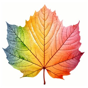 Fall Colored Leaf Clipart - 12 High Quality Jpgs - Instant Download ...