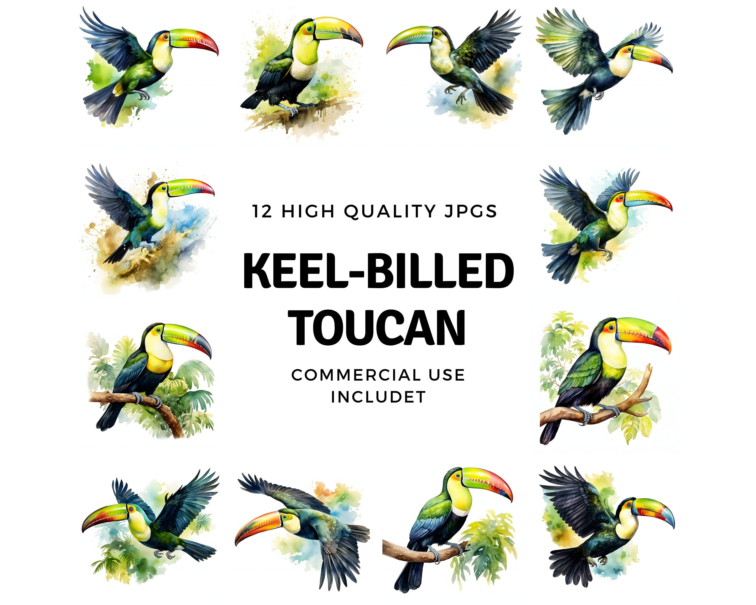 Keel-billed Toucan Clipart 12 High Quality Jpgs Instant Download Card ...