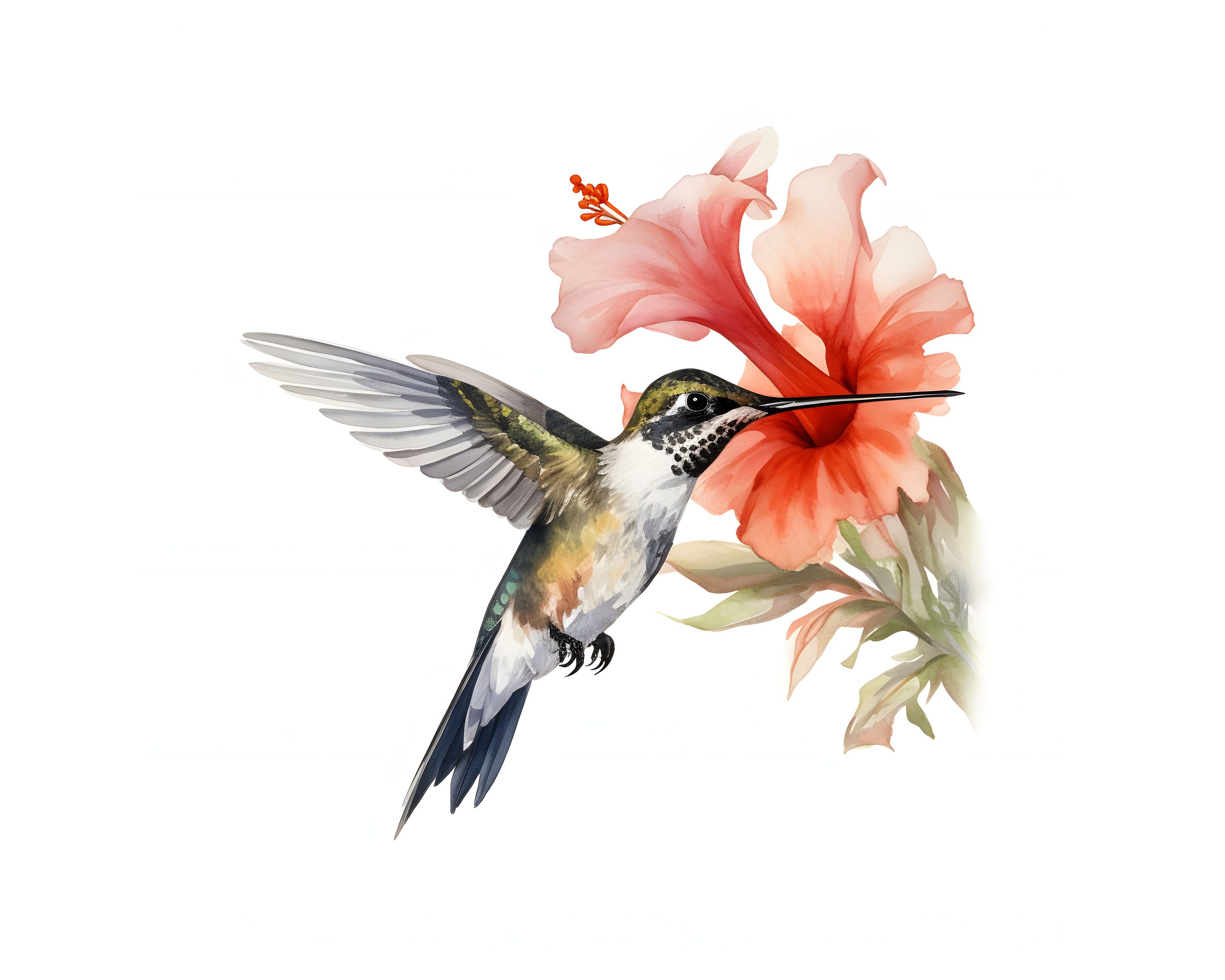 Ruby-throated Hummingbird Clipart - 12 High Quality Jpgs - Instant ...