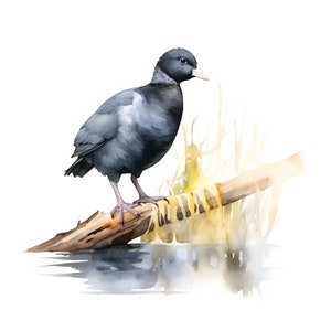American Coot Clipart - 12 High Quality Jpgs - Instant Download - Card ...