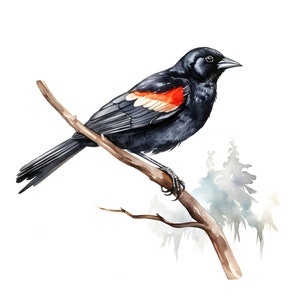 Red Winged Blackbird Sitting on a Branch Watercolor Red Winged ...