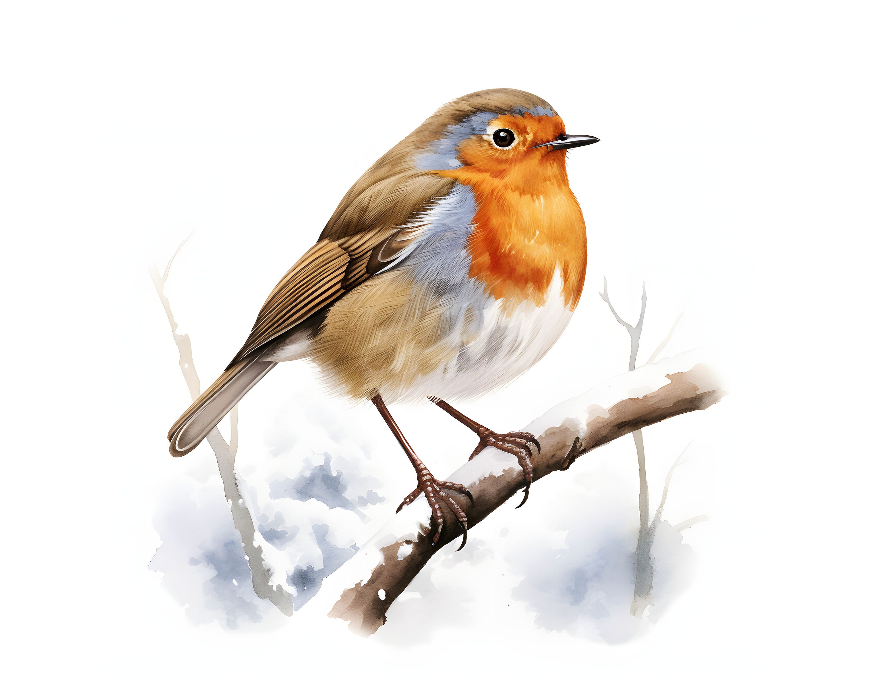 Snowy European Robins Clipart - 12 High Quality Jpgs - Instant Download ...