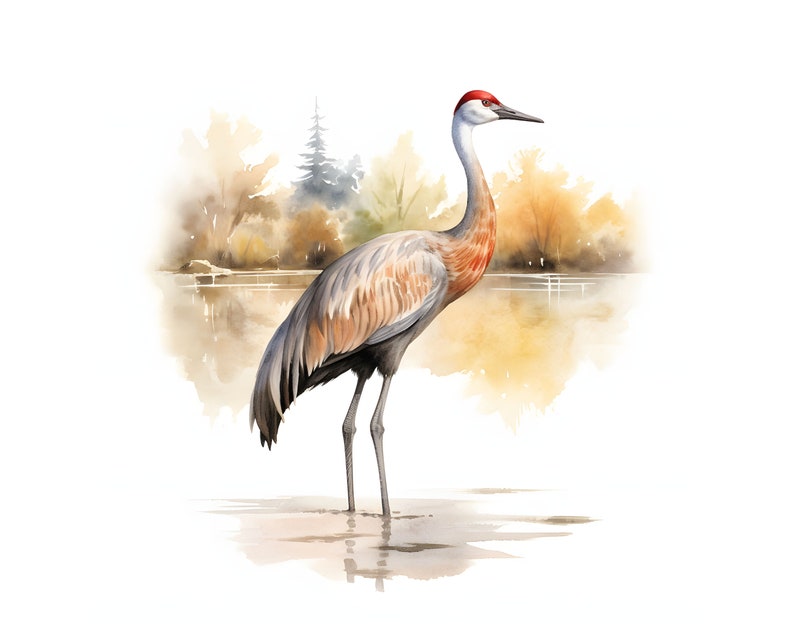 Sandhill Crane Clipart - 12 High Quality Jpgs - Instant Download - Card ...