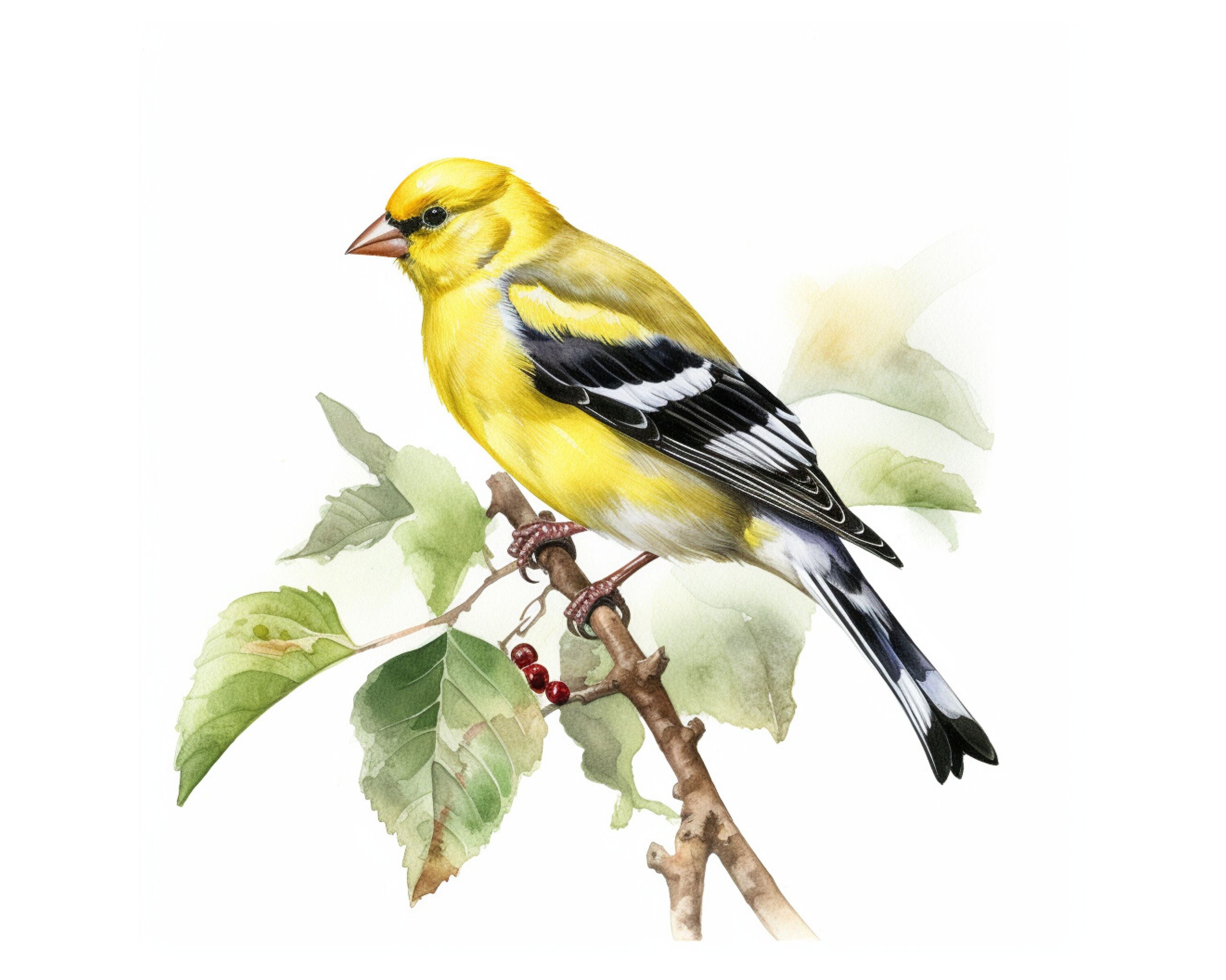American Goldfinch Sitting on a Branch Watercolor Painting of a ...