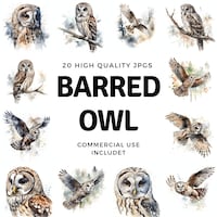 Barn Owl Wall Art Print - Etsy