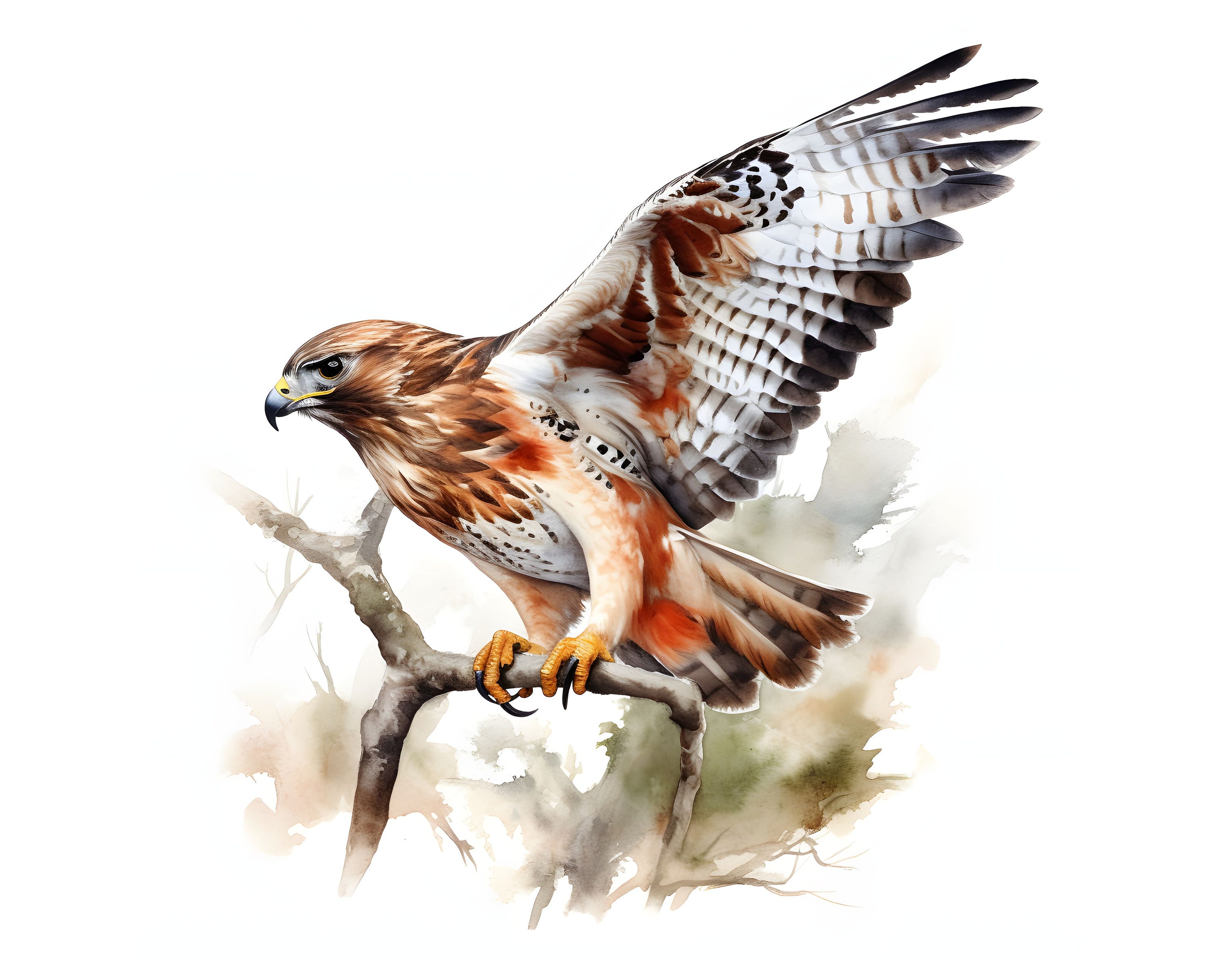 Red-tailed Hawk Clipart 12 High Quality Jpgs Instant - Etsy