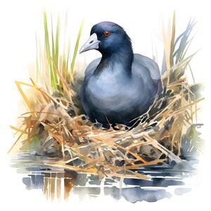 American Coot Clipart - 12 High Quality Jpgs - Instant Download - Card ...