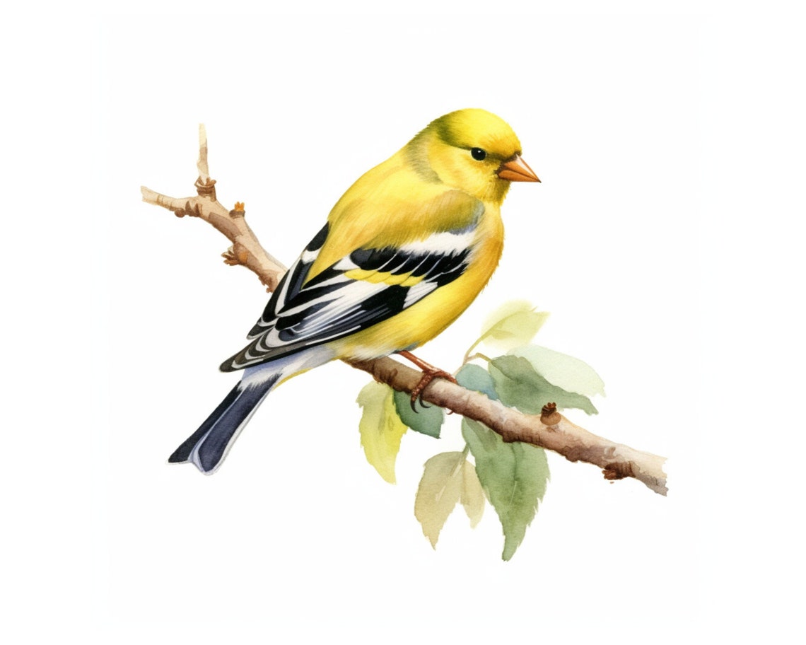 American Goldfinch Sitting on a Branch Watercolor Painting of a ...