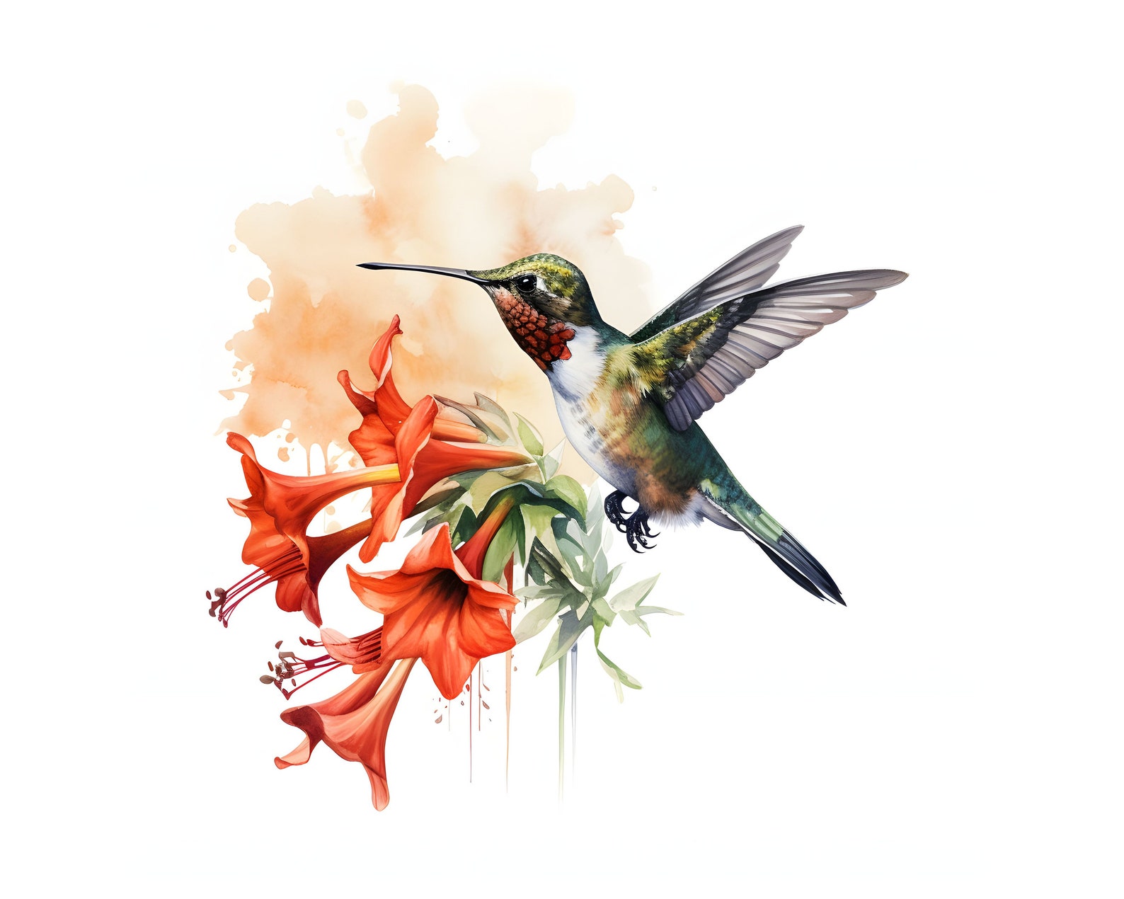 Ruby-throated Hummingbird Clipart - 12 High Quality Jpgs - Instant ...