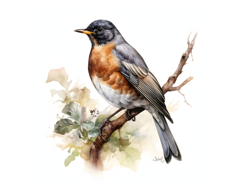 American Robin Clipart 12 High Quality Jpgs Instant Download Card ...