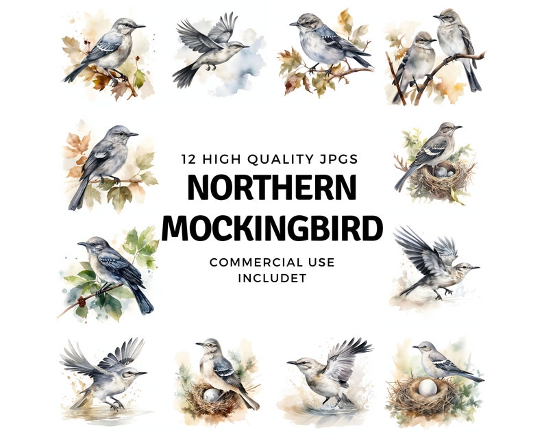 Northern Mockingbird Clipart - 12 High Quality Jpgs - Instant Download ...
