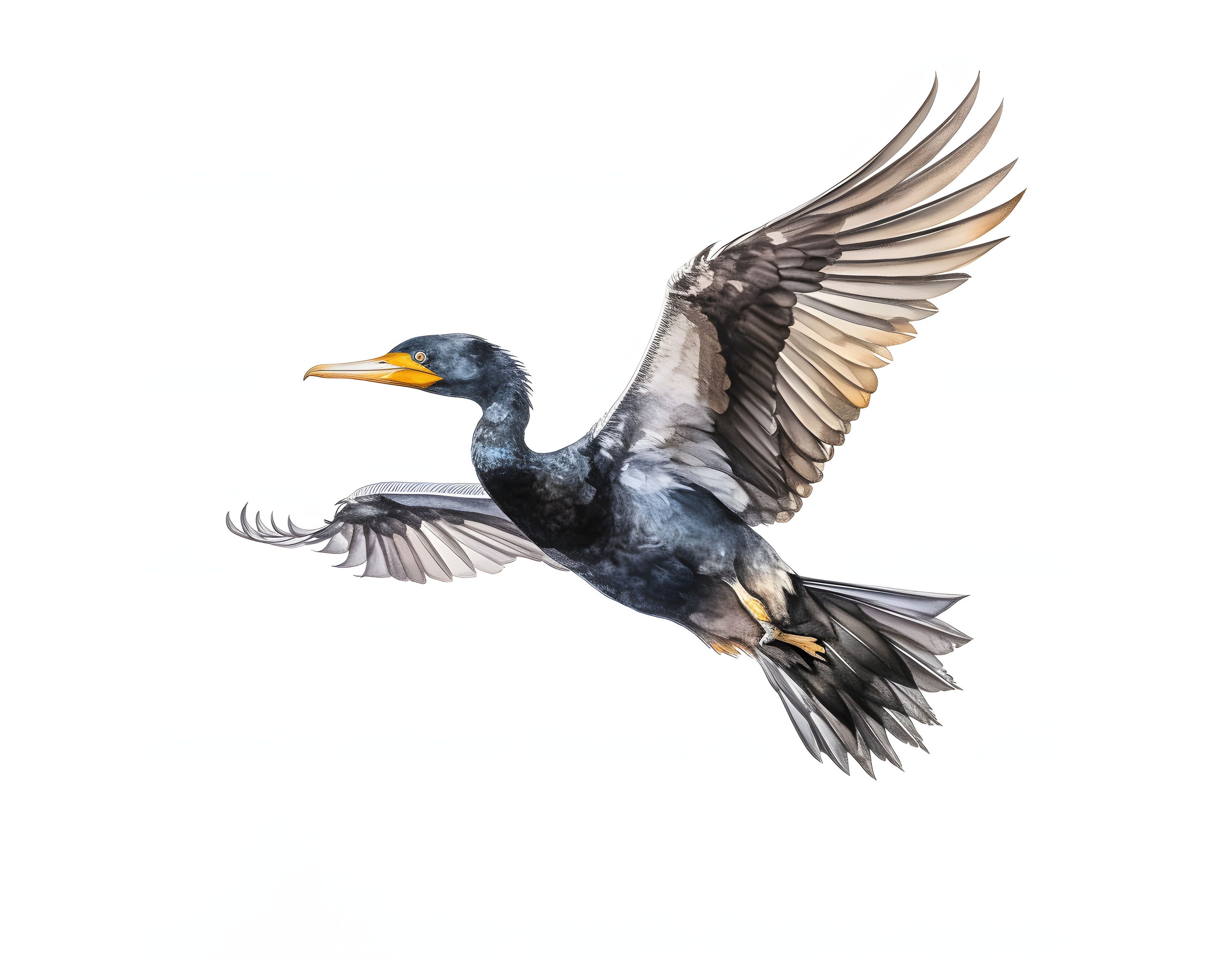Double-crested Cormorant Clipart 12 High Quality Jpgs - Etsy