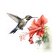 Ruby-throated Hummingbird Clipart - 12 High Quality Jpgs - Instant ...