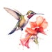 Ruby-throated Hummingbird Clipart - 12 High Quality Jpgs - Instant ...