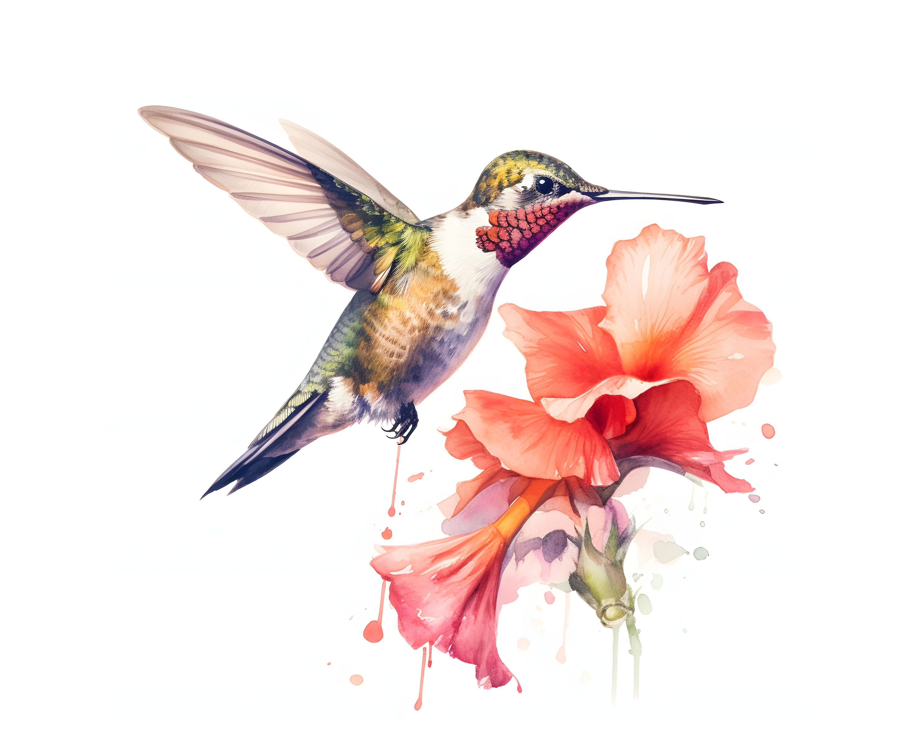 Ruby-throated Hummingbird Clipart - 12 High Quality Jpgs - Instant ...