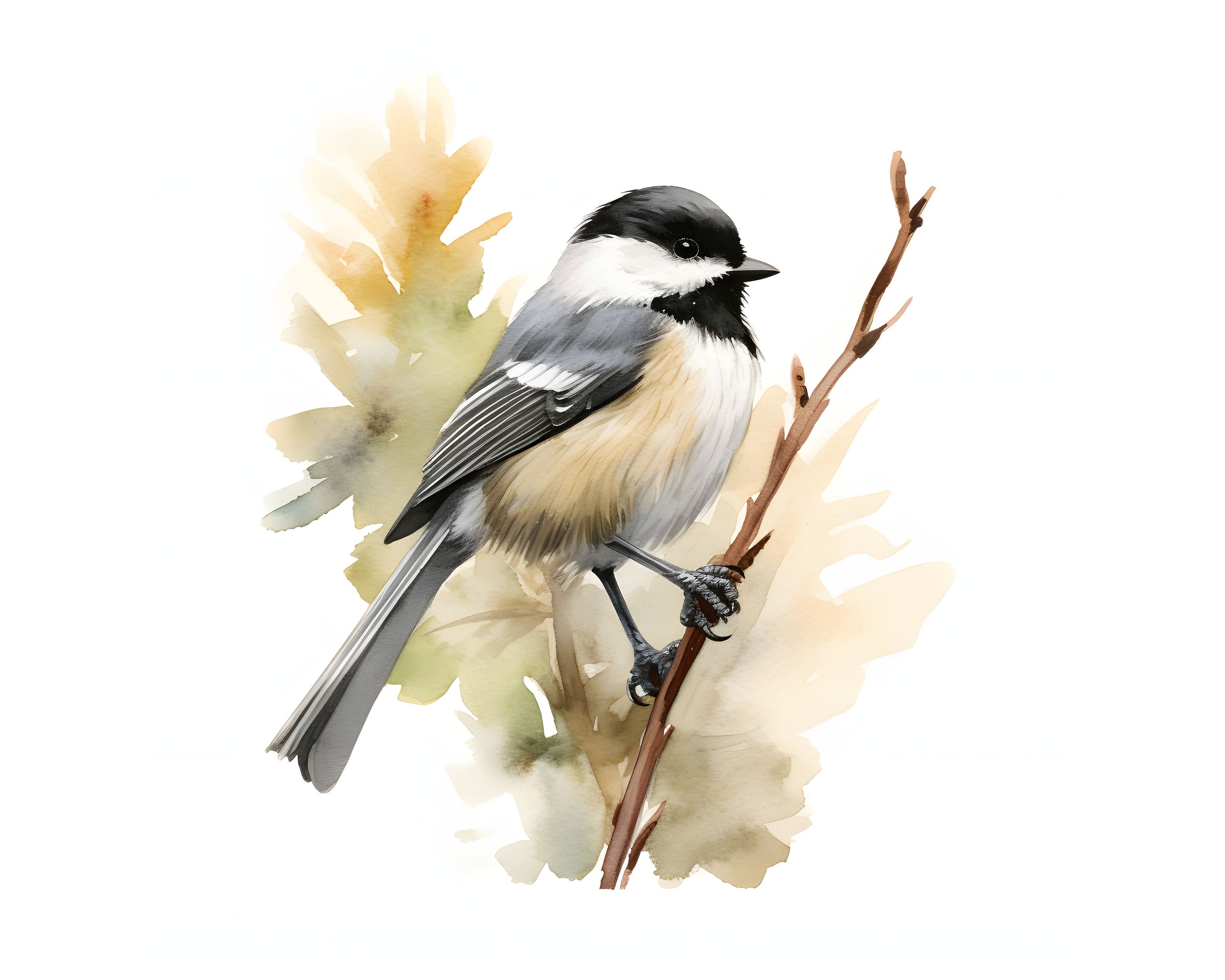 Black-capped Chickadee Clipart 12 High Quality Jpgs Instant Download ...