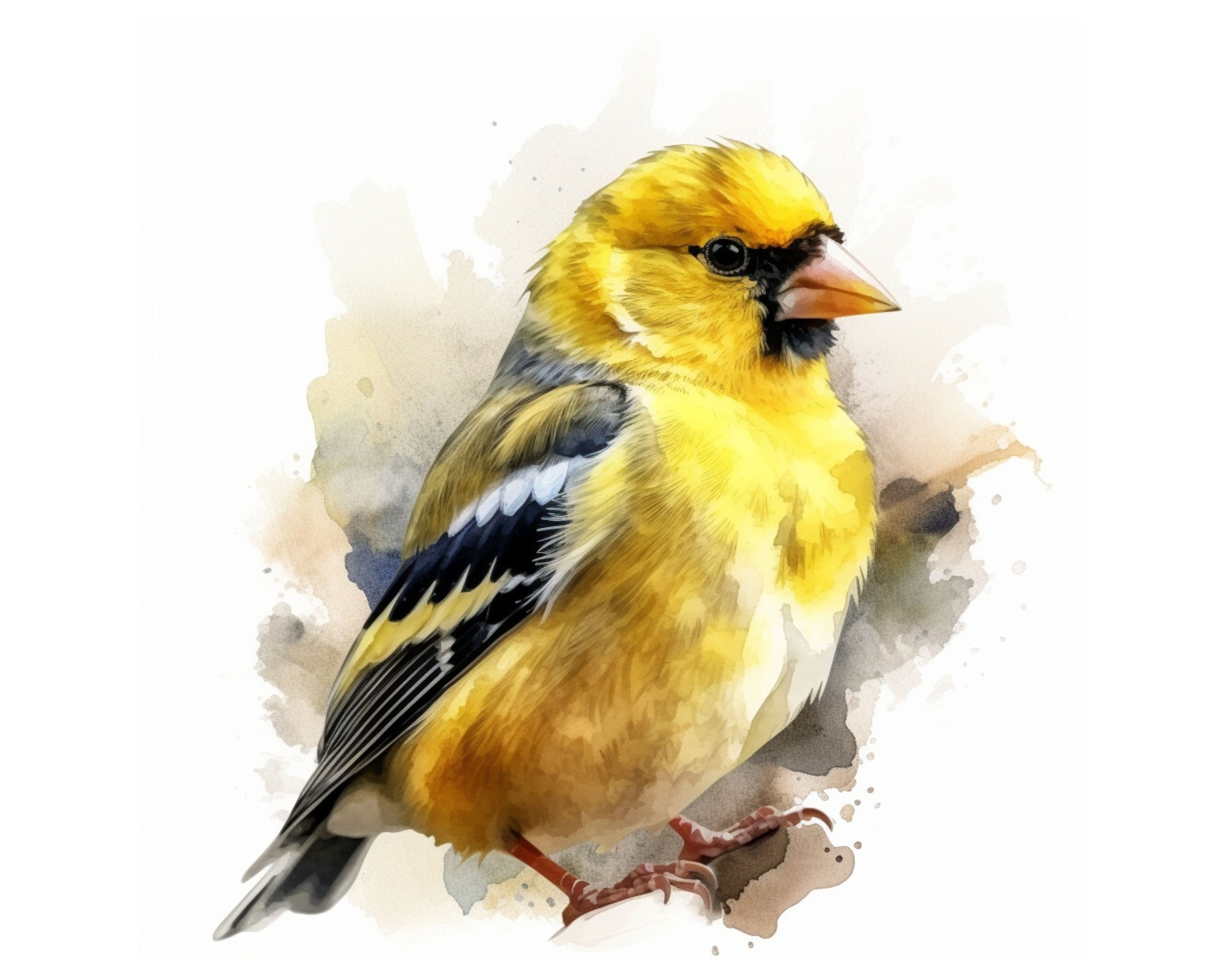 American Goldfinch Sitting on a Branch Watercolor Painting of a ...