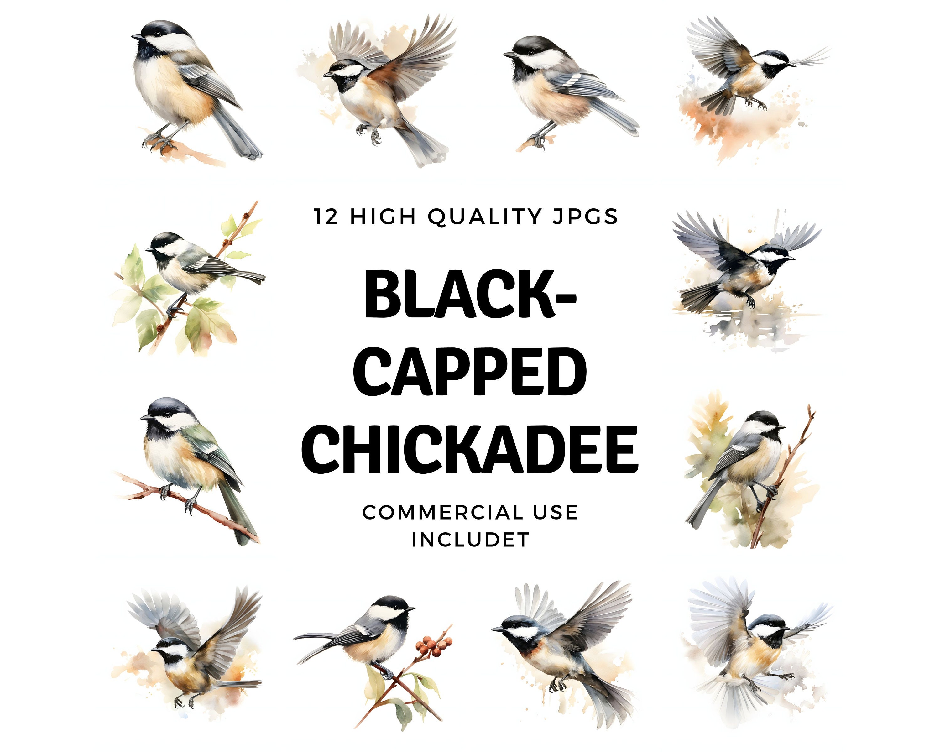 Black-capped Chickadee Clipart 12 High Quality Jpgs Instant Download ...