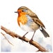 Snowy European Robins Clipart - 12 High Quality Jpgs - Instant Download ...